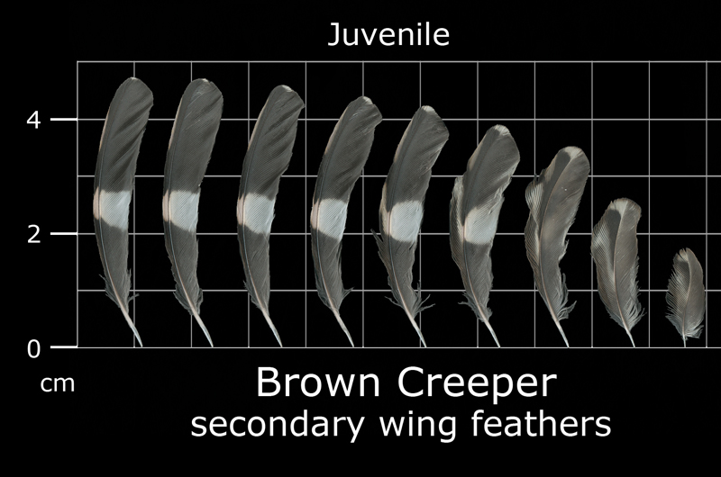 The Feather Atlas - Feather Identification and Scans - U.S. Fish and ...