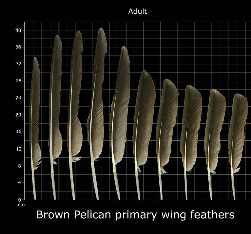 Pelican Feathers