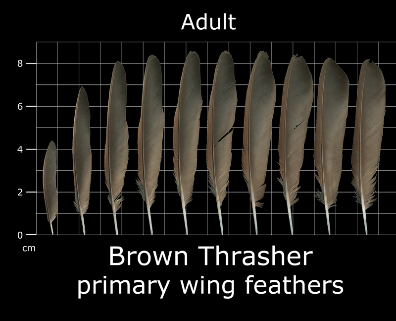 The Feather Atlas - Feather Identification and Scans - U.S. Fish and ...