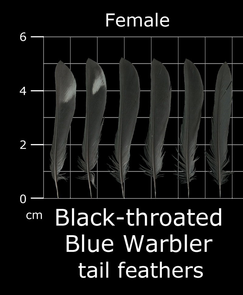 The Feather Atlas - Feather Identification and Scans - U.S. Fish and ...