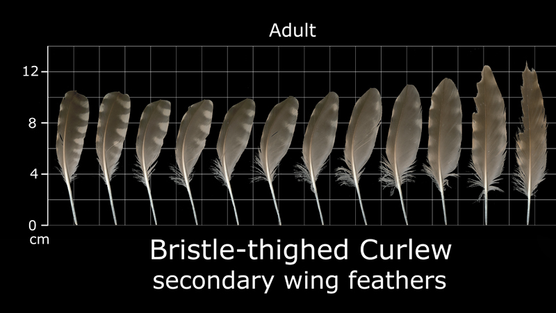 The Feather Atlas - Feather Identification and Scans - U.S. Fish and ...