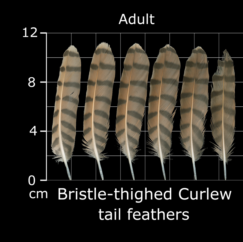 The Feather Atlas - Feather Identification and Scans - U.S. Fish and ...