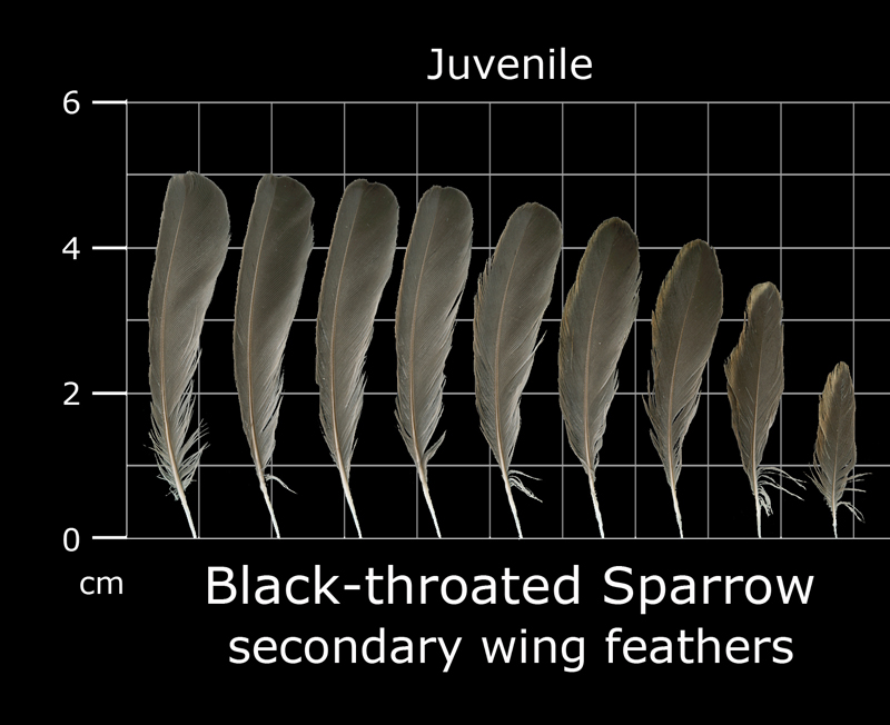 The Feather Atlas - Feather Identification and Scans - U.S. Fish and ...