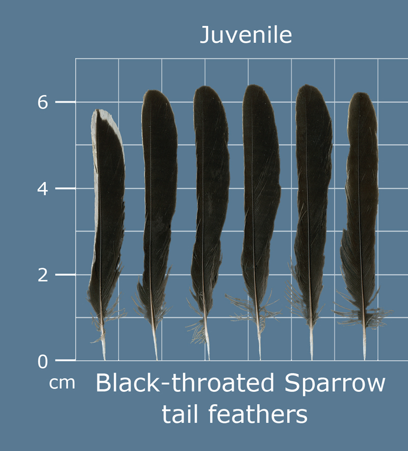 The Feather Atlas - Feather Identification and Scans - U.S. Fish and ...