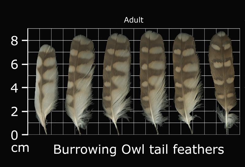 The Feather Atlas - Feather Identification and Scans - U.S. Fish and ...
