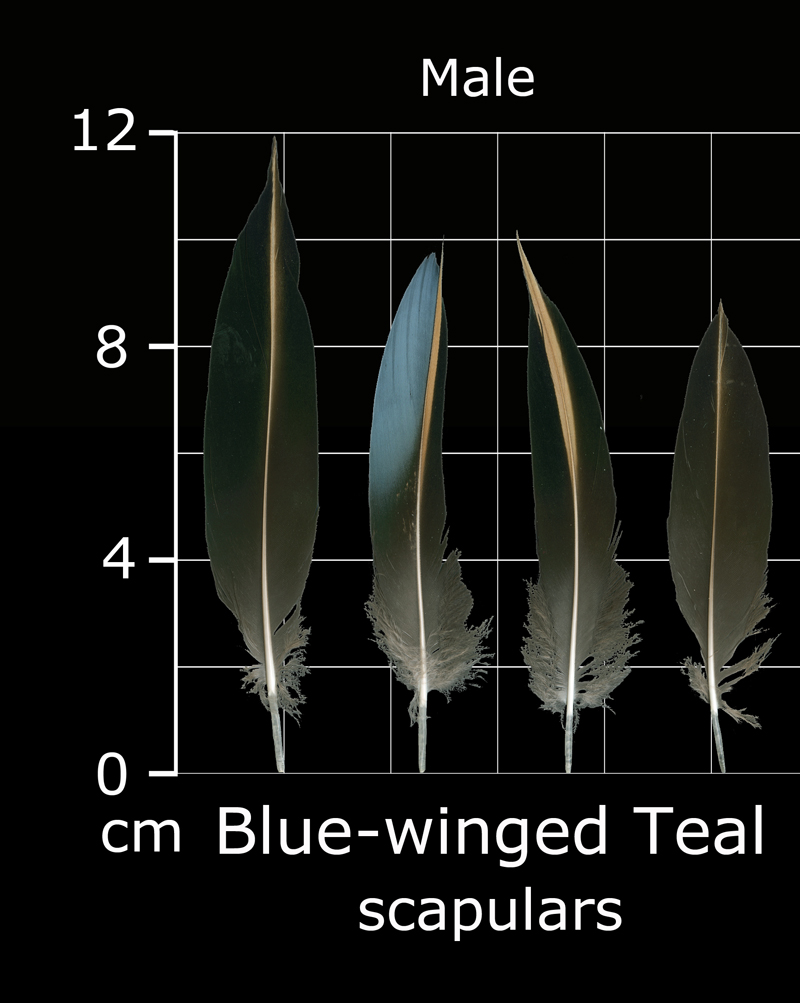 The Feather Atlas - Feather Identification and Scans - U.S. Fish and ...