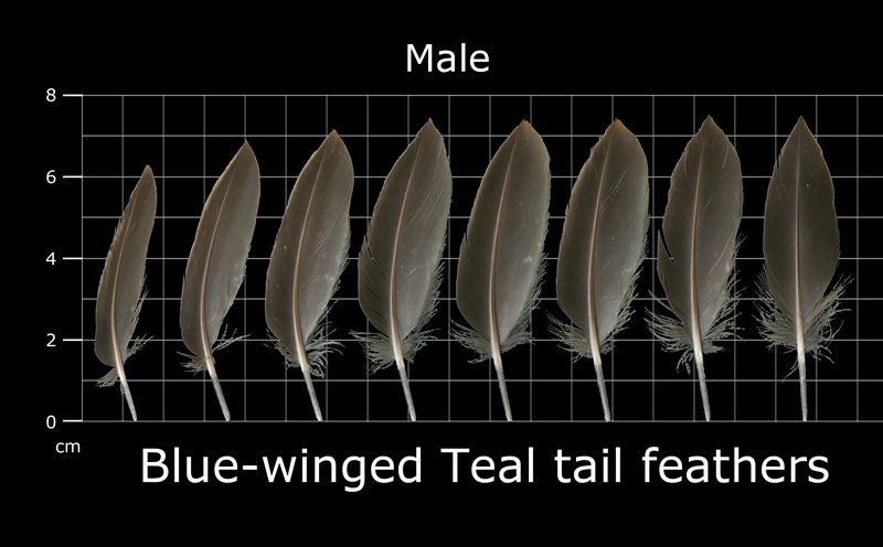 The Feather Atlas - Feather Identification and Scans - U.S. Fish and ...