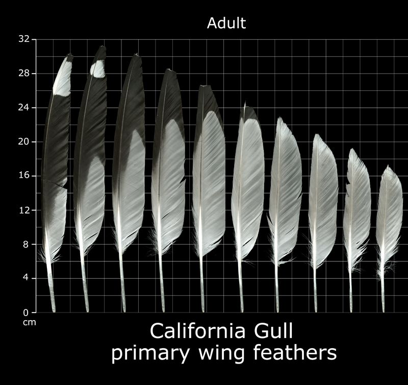The Feather Atlas - Feather Identification and Scans - U.S. Fish and ...