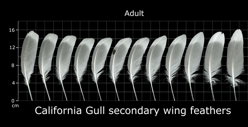 The Feather Atlas - Feather Identification and Scans - U.S. Fish and ...