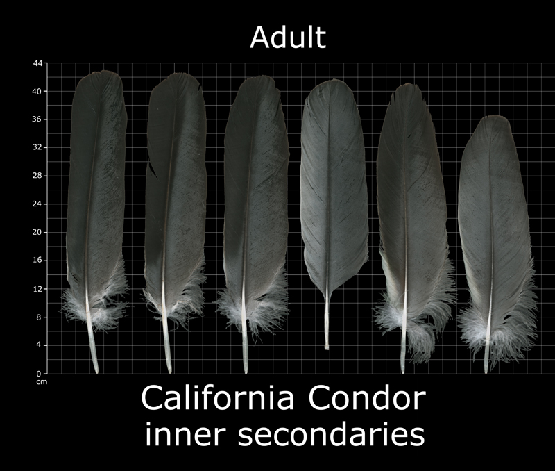 The Feather Atlas - Feather Identification and Scans - U.S. Fish and ...