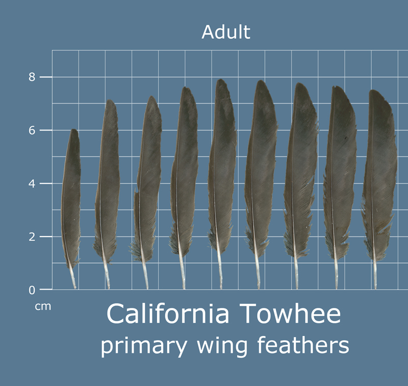 The Feather Atlas - Feather Identification and Scans - U.S. Fish and ...