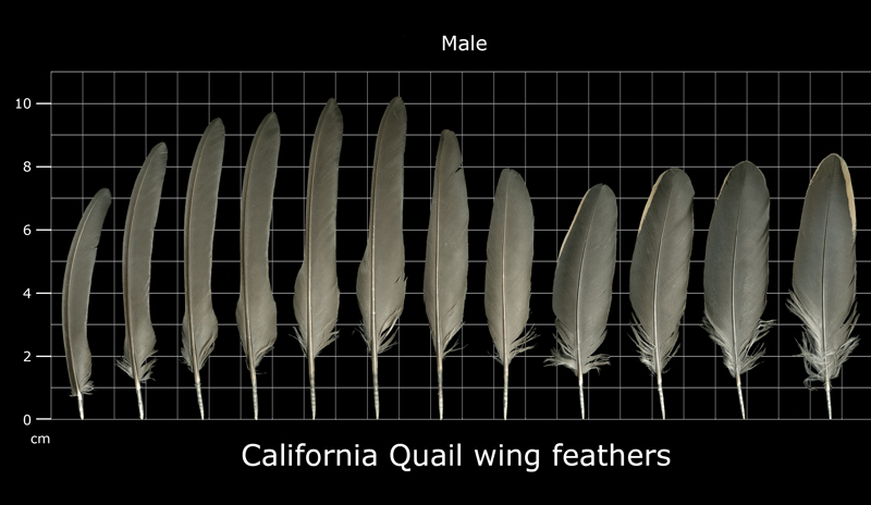 California Quail Feathers