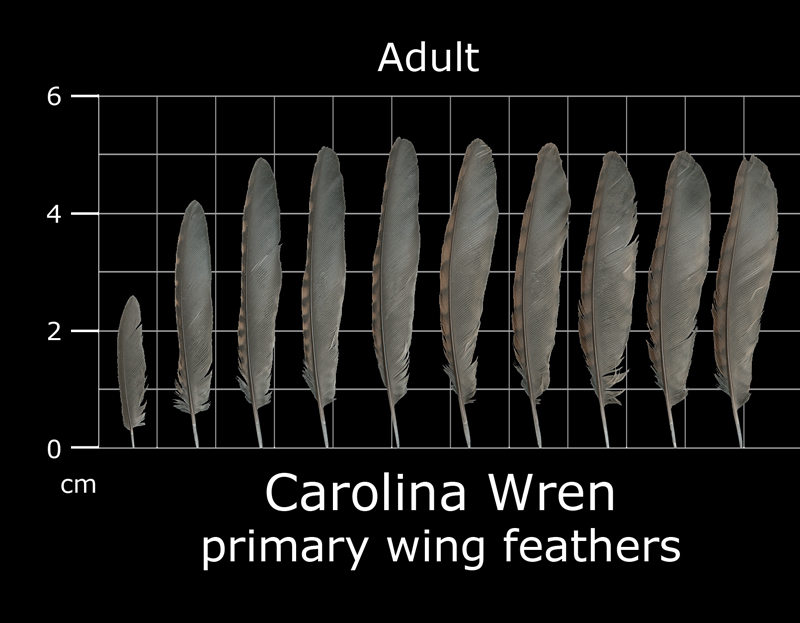 The Feather Atlas - Feather Identification and Scans - U.S. Fish and ...