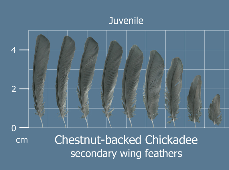 The Feather Atlas - Feather Identification and Scans - U.S. Fish and ...