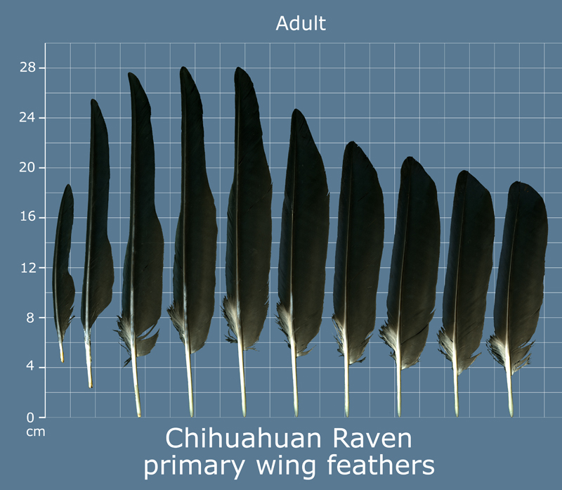 The Feather Atlas - Feather Identification and Scans - U.S. Fish and ...