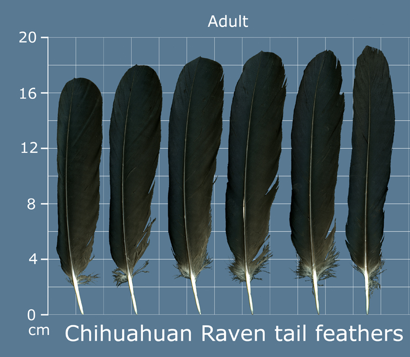 The Feather Atlas - Feather Identification and Scans - U.S. Fish and ...
