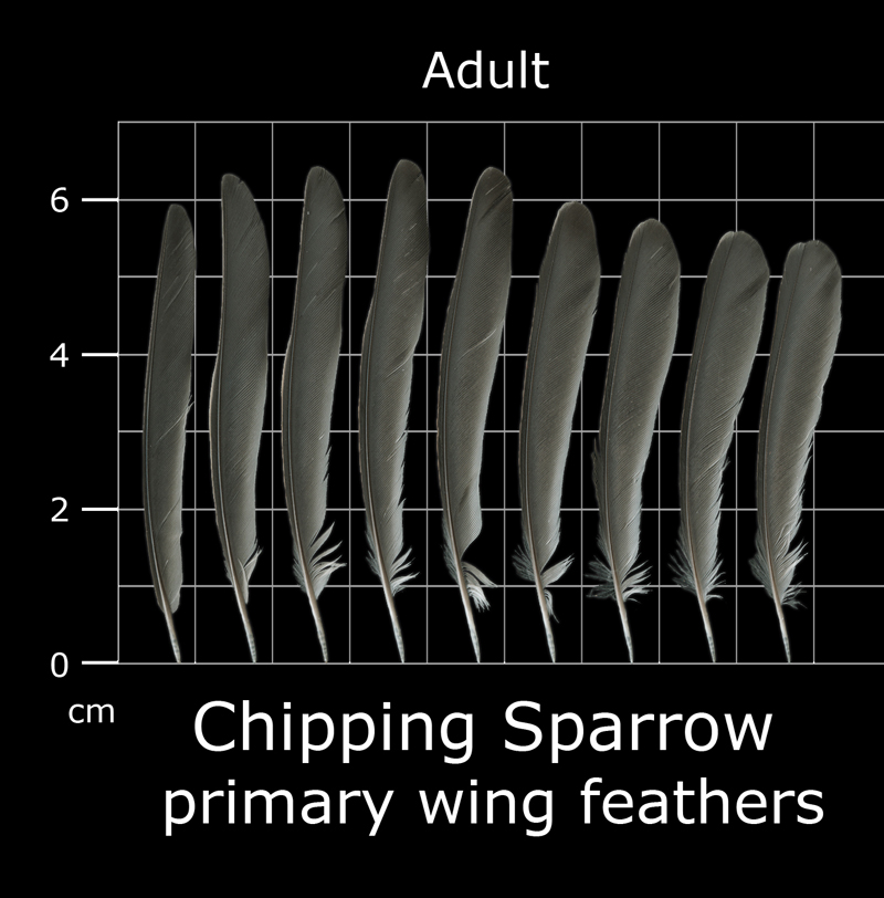 The Feather Atlas - Feather Identification and Scans - U.S. Fish and ...