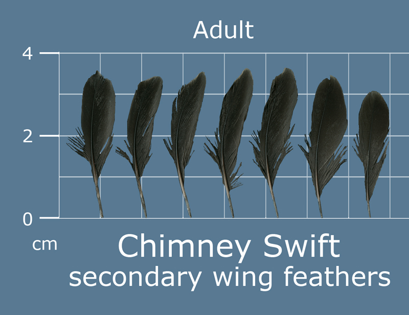 The Feather Atlas - Feather Identification and Scans - U.S. Fish and ...
