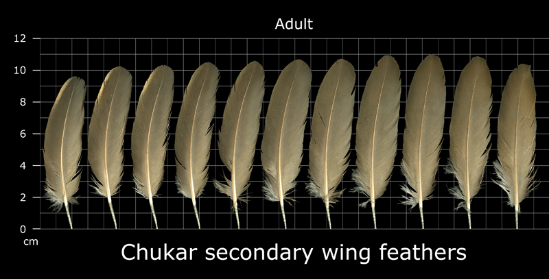 The Feather Atlas - Feather Identification and Scans - U.S. Fish and ...