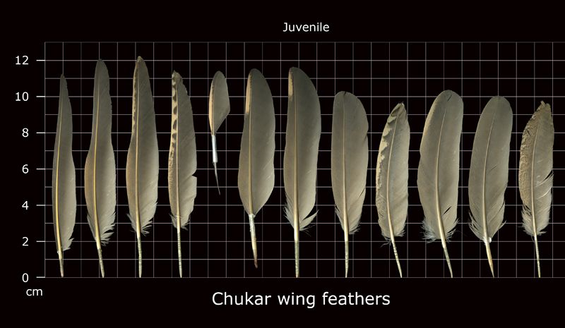 The Feather Atlas - Feather Identification and Scans - U.S. Fish and ...