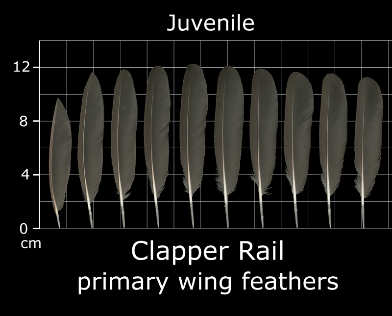 The Feather Atlas - Feather Identification and Scans - U.S. Fish and ...