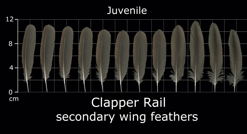 The Feather Atlas - Feather Identification and Scans - U.S. Fish and ...