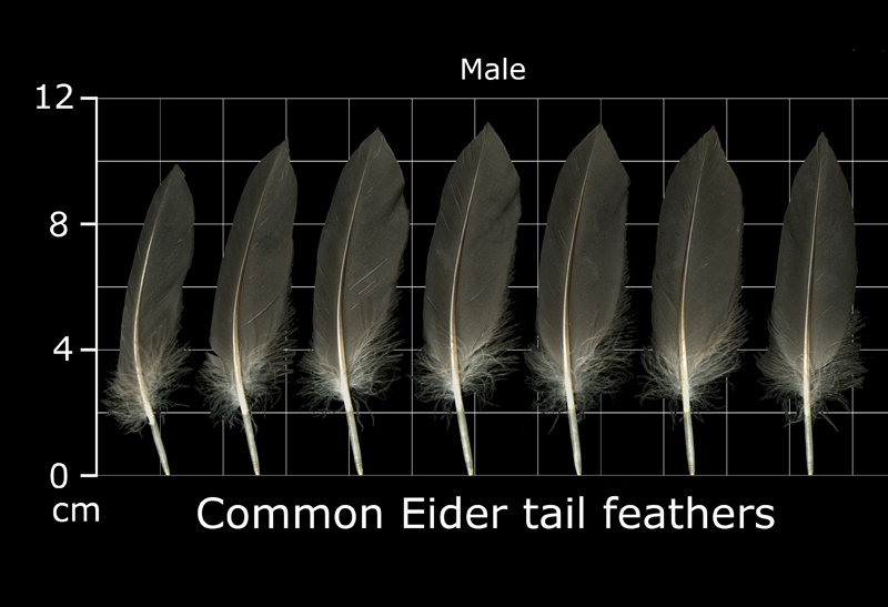 The Feather Atlas - Feather Identification and Scans - U.S. Fish and ...