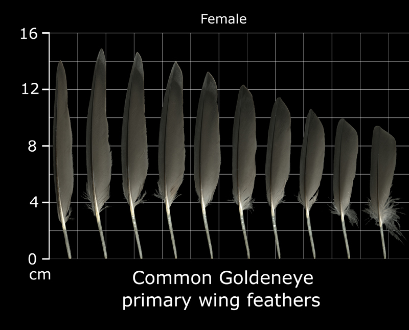 The Feather Atlas - Feather Identification and Scans - U.S. Fish and ...
