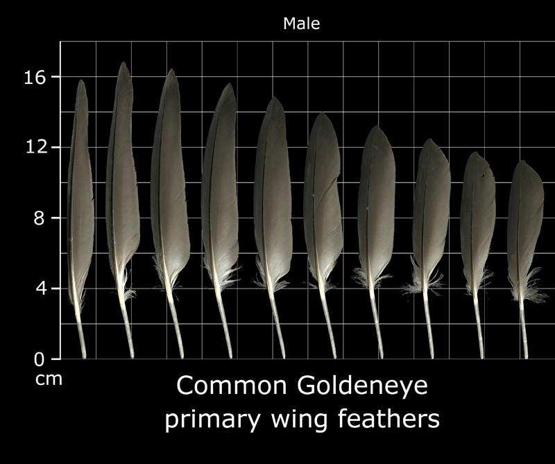 The Feather Atlas - Feather Identification and Scans - U.S. Fish and ...