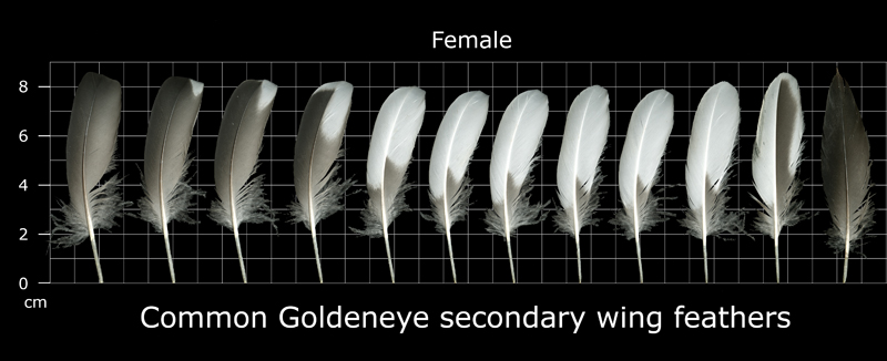 The Feather Atlas - Feather Identification and Scans - U.S. Fish and ...