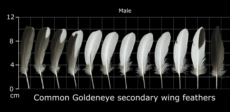 The Feather Atlas - Feather Identification and Scans - U.S. Fish and ...