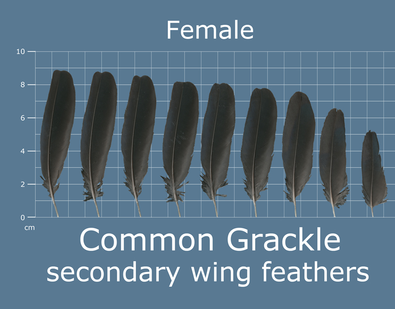 The Feather Atlas - Feather Identification and Scans - U.S. Fish and ...