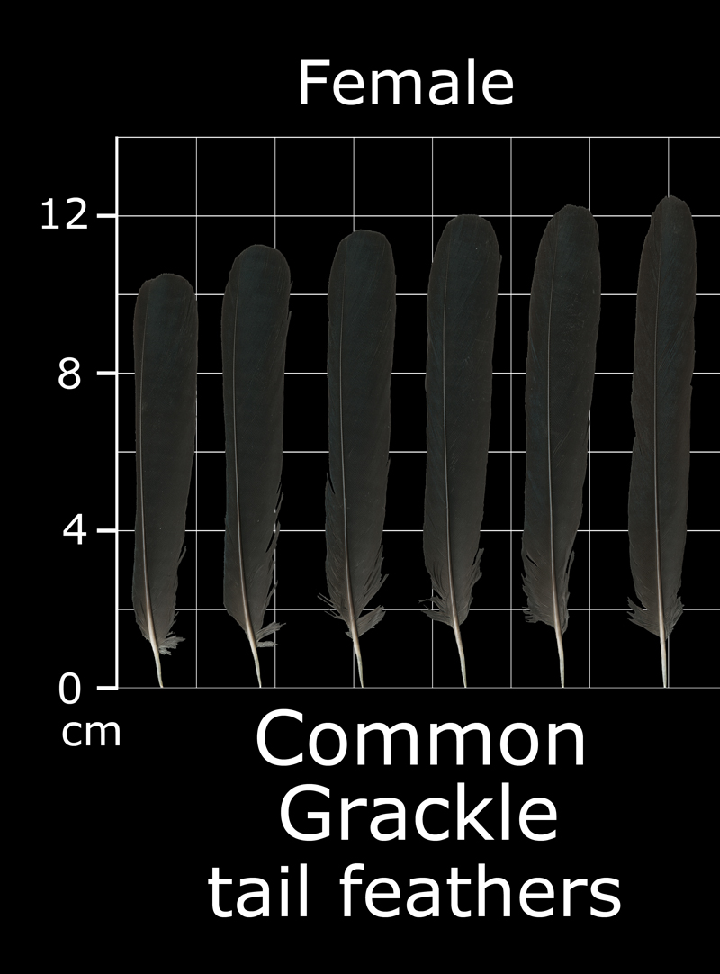 The Feather Atlas - Feather Identification and Scans - U.S. Fish and ...
