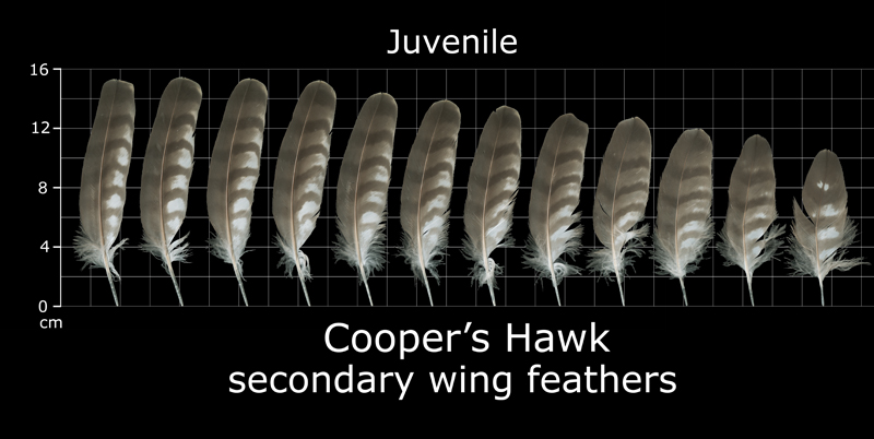 The Feather Atlas - Feather Identification and Scans - U.S. Fish and ...