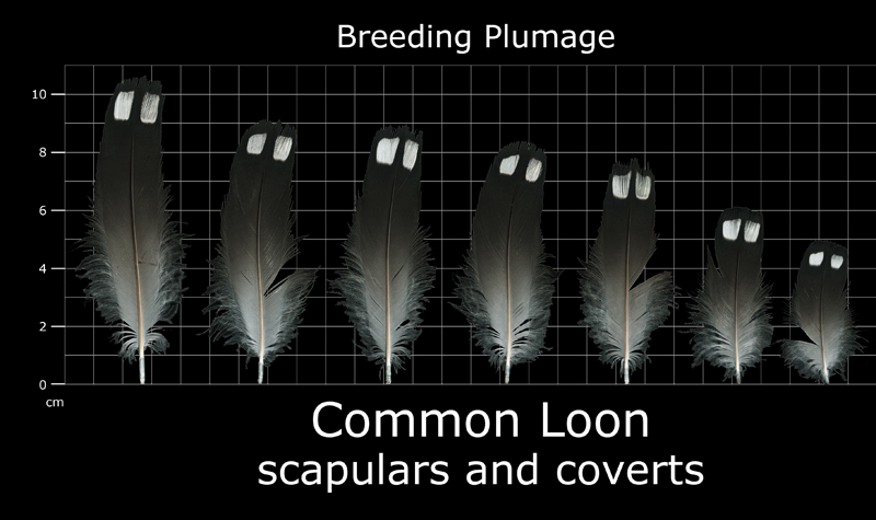 The Feather Atlas - Feather Identification and Scans - U.S. Fish and ...