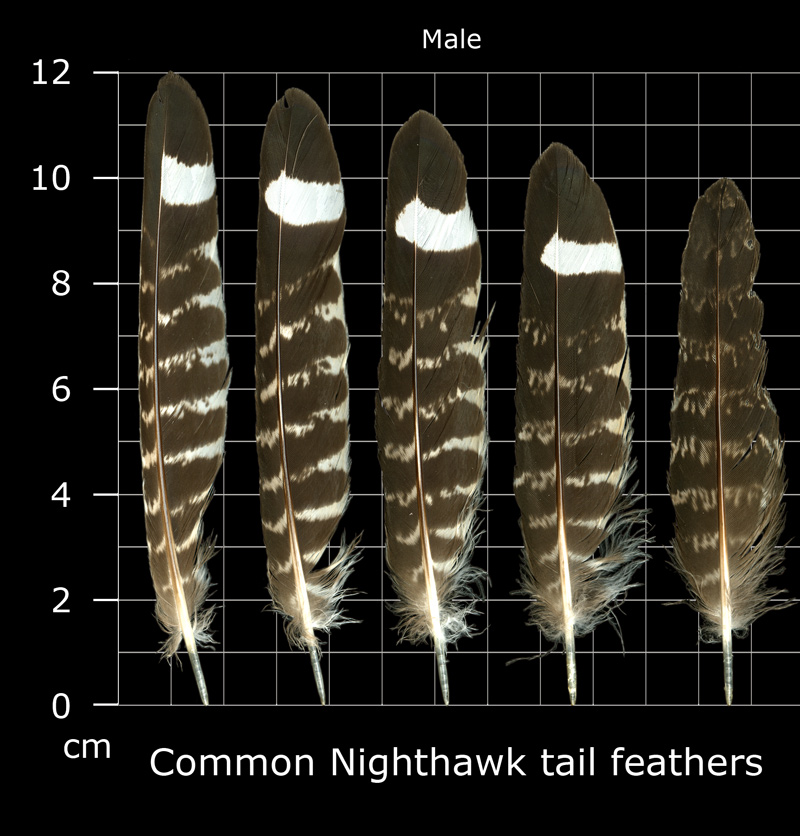 The Feather Atlas - Feather Identification and Scans - U.S. Fish and ...