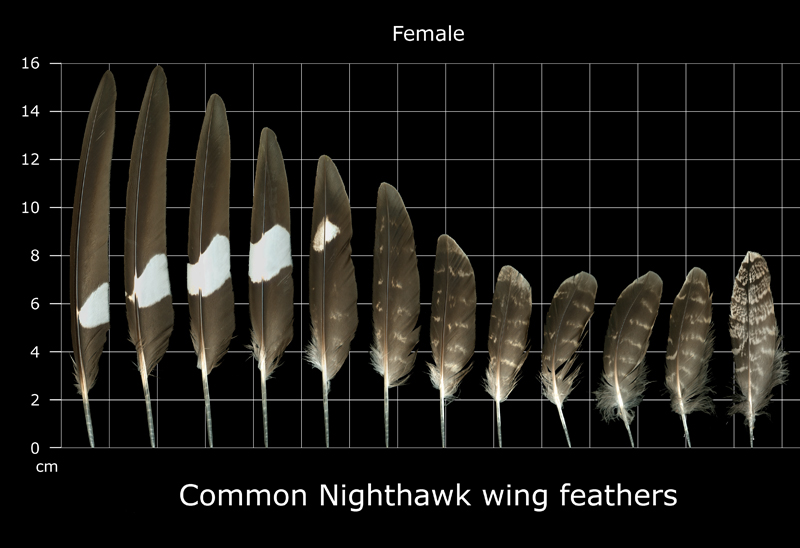 The Feather Atlas - Feather Identification and Scans - U.S. Fish and ...