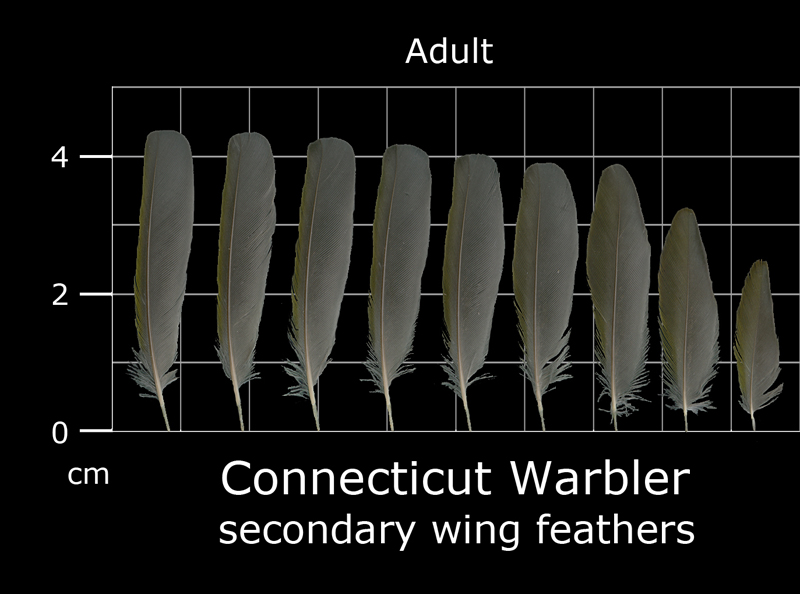 The Feather Atlas - Feather Identification and Scans - U.S. Fish and ...