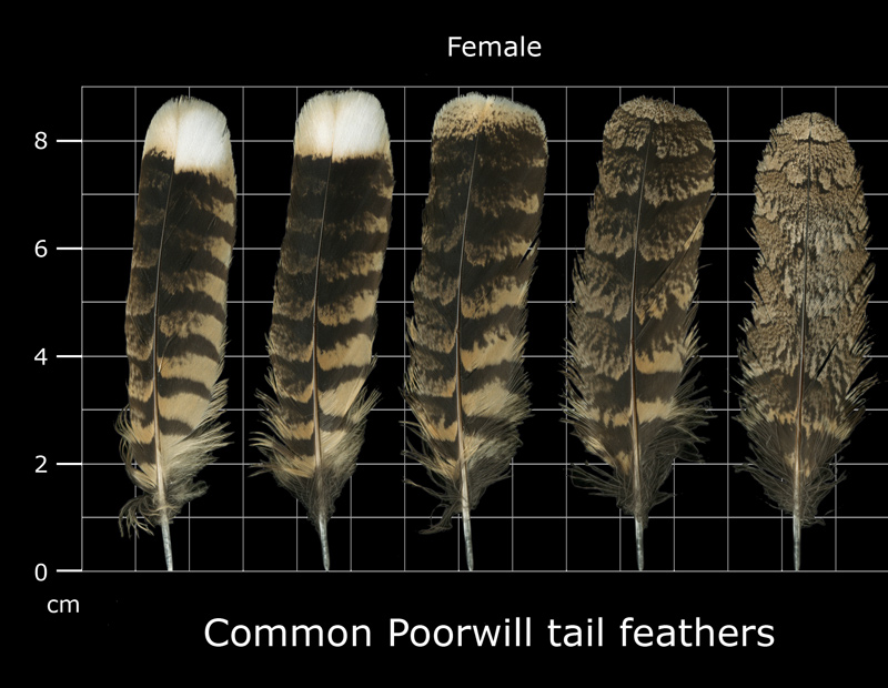 The Feather Atlas - Feather Identification and Scans - U.S. Fish and ...