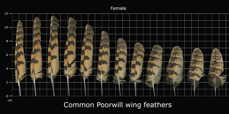 The Feather Atlas - Feather Identification and Scans - U.S. Fish and ...