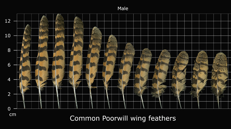 The Feather Atlas - Feather Identification and Scans - U.S. Fish and ...