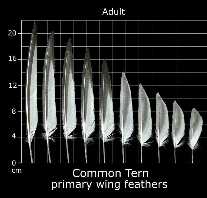 The Feather Atlas - Feather Identification and Scans - U.S. Fish and ...
