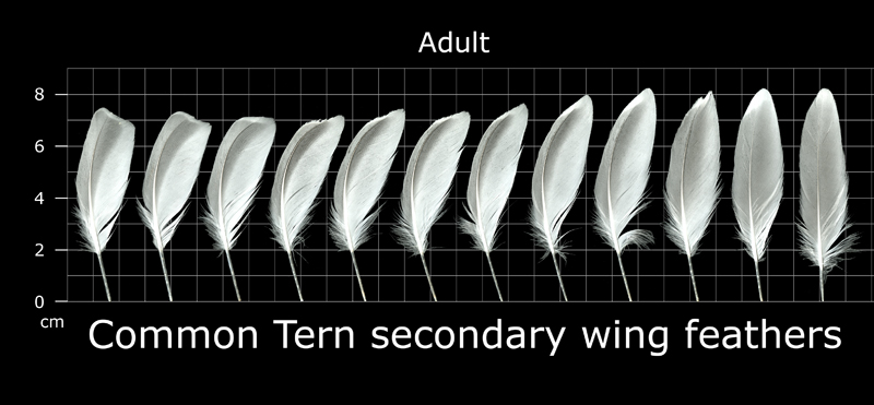 The Feather Atlas - Feather Identification and Scans - U.S. Fish and ...