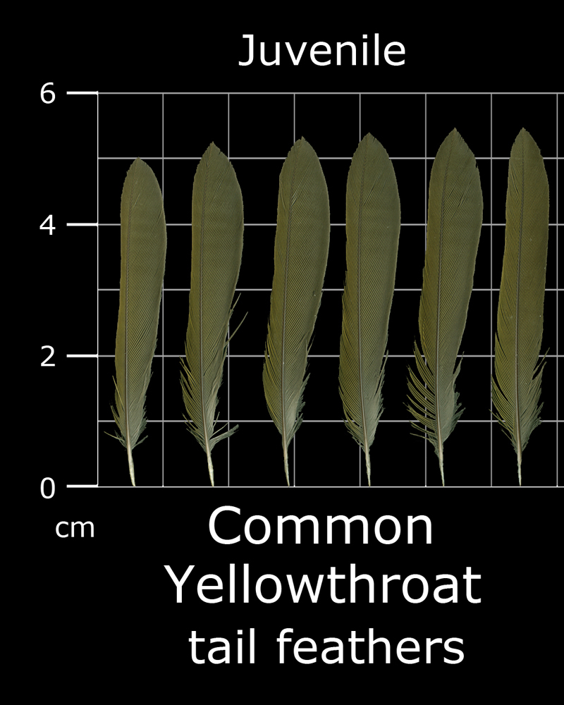 The Feather Atlas - Feather Identification and Scans - U.S. Fish and ...