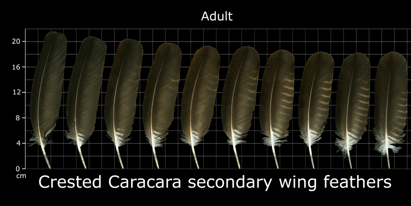 The Feather Atlas - Feather Identification and Scans - U.S. Fish and ...