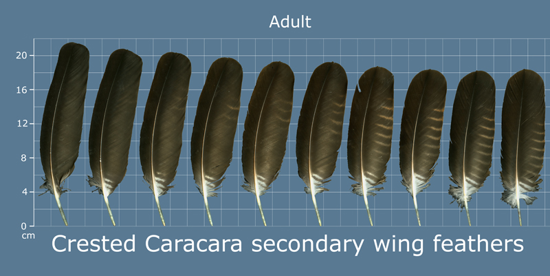 The Feather Atlas - Feather Identification and Scans - U.S. Fish and ...