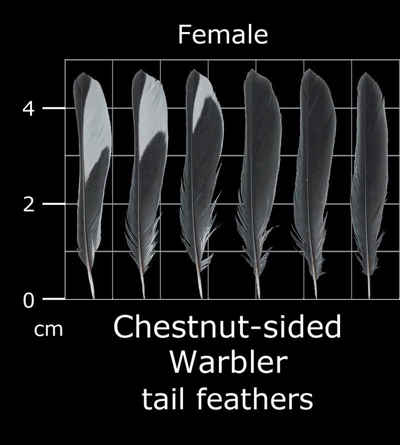 The Feather Atlas - Feather Identification and Scans - U.S. Fish and ...
