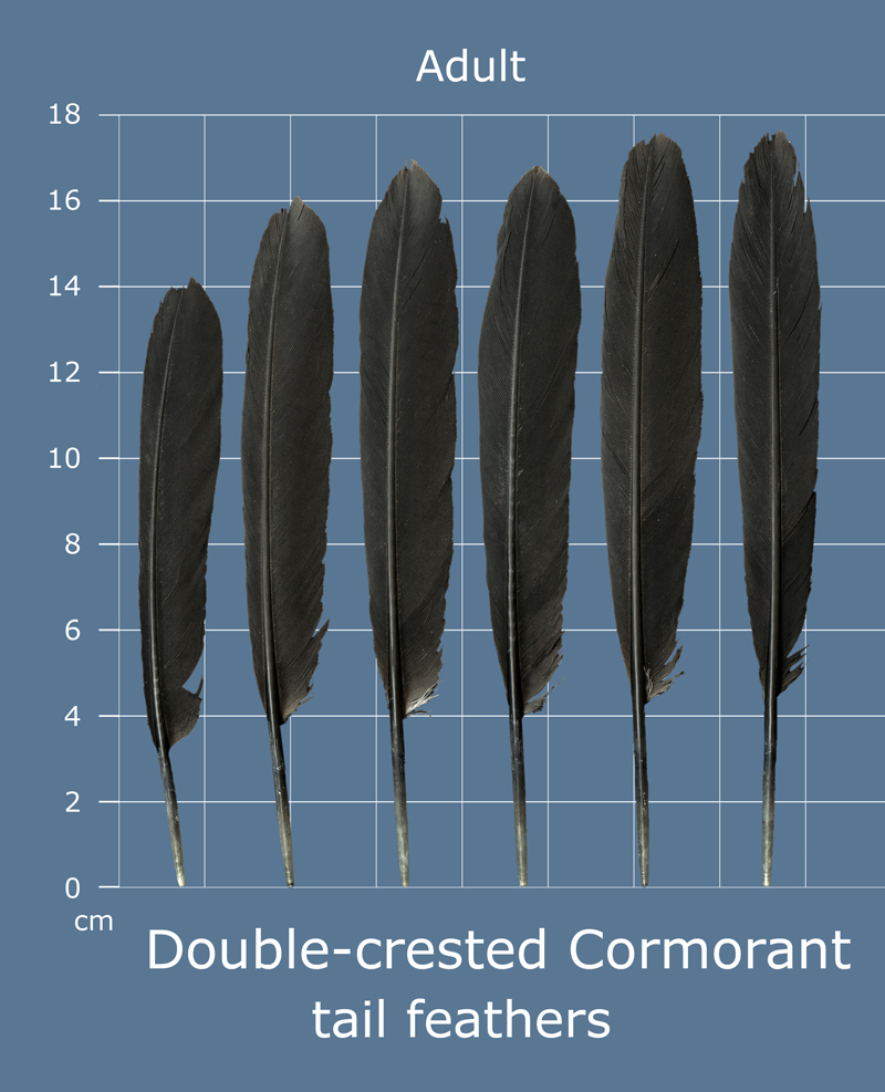 The Feather Atlas - Feather Identification and Scans - U.S. Fish and ...