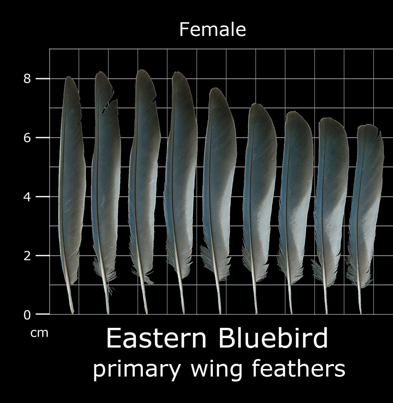 The Feather Atlas - Feather Identification and Scans - U.S. Fish and ...
