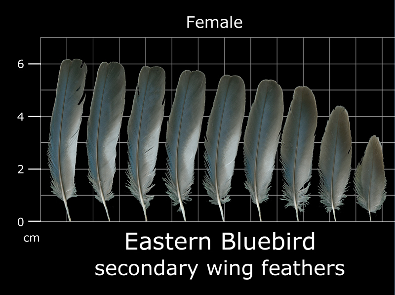 The Feather Atlas - Feather Identification and Scans - U.S. Fish and ...